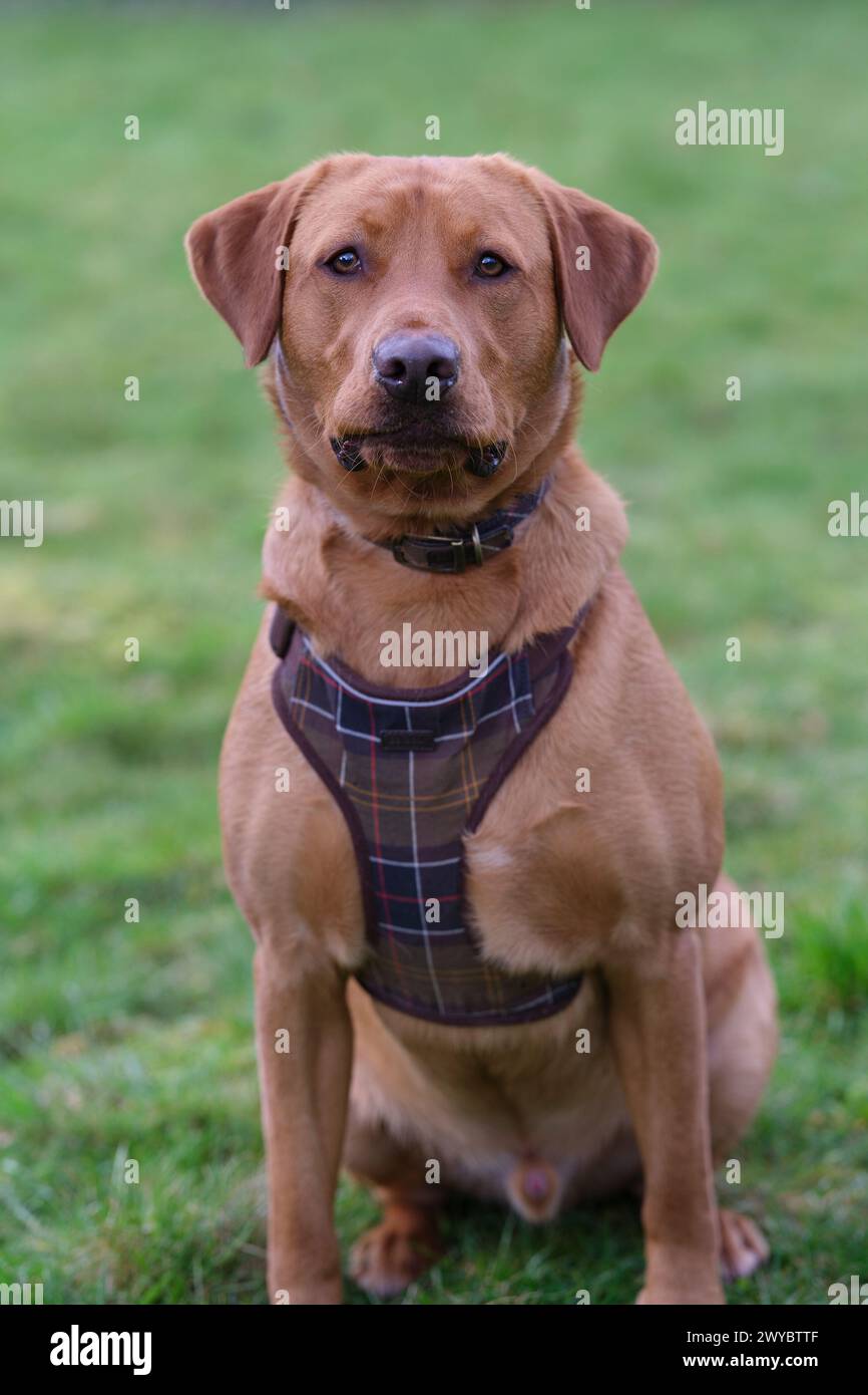 Fox red male labrador portraits hi-res stock photography and images - Alamy