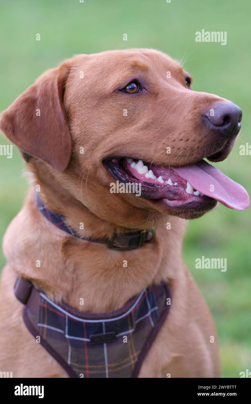 Male labrador retriever hi-res stock photography and images - Alamy