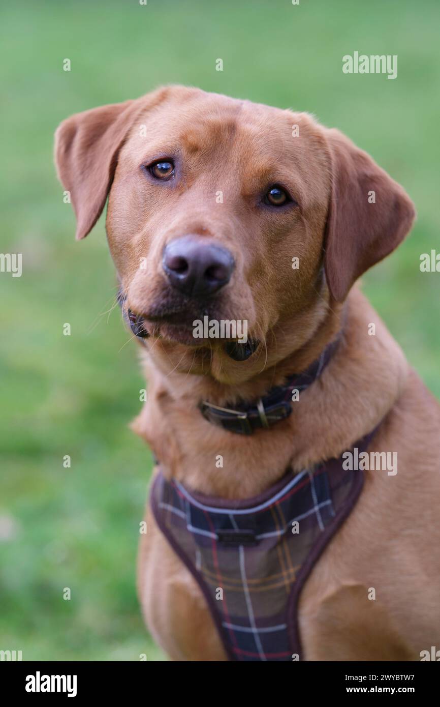 Labrador wearing a harness hi-res stock photography and images - Alamy