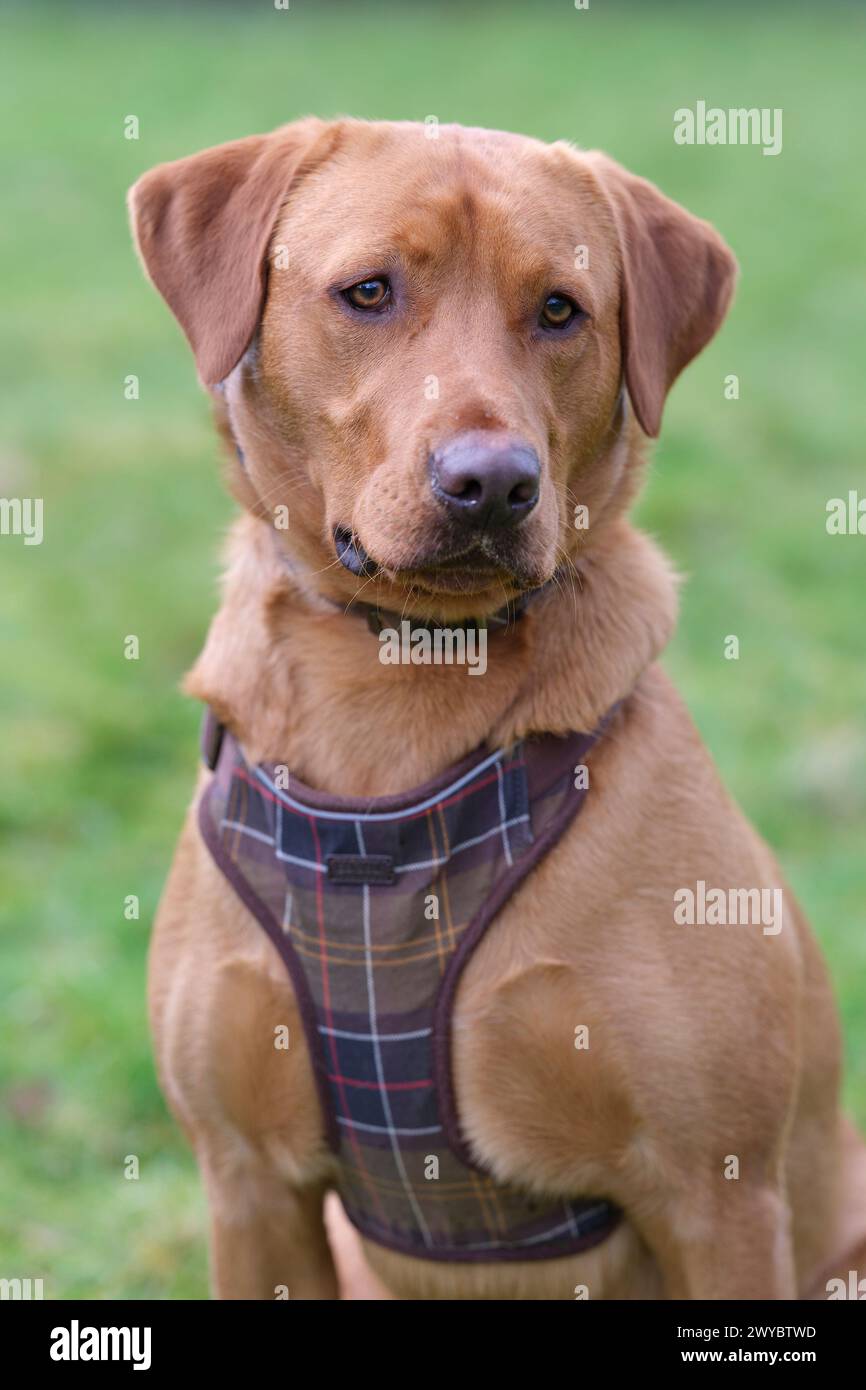 Portrait of a Fox Red Labrador in a field Stock Photo - Alamy