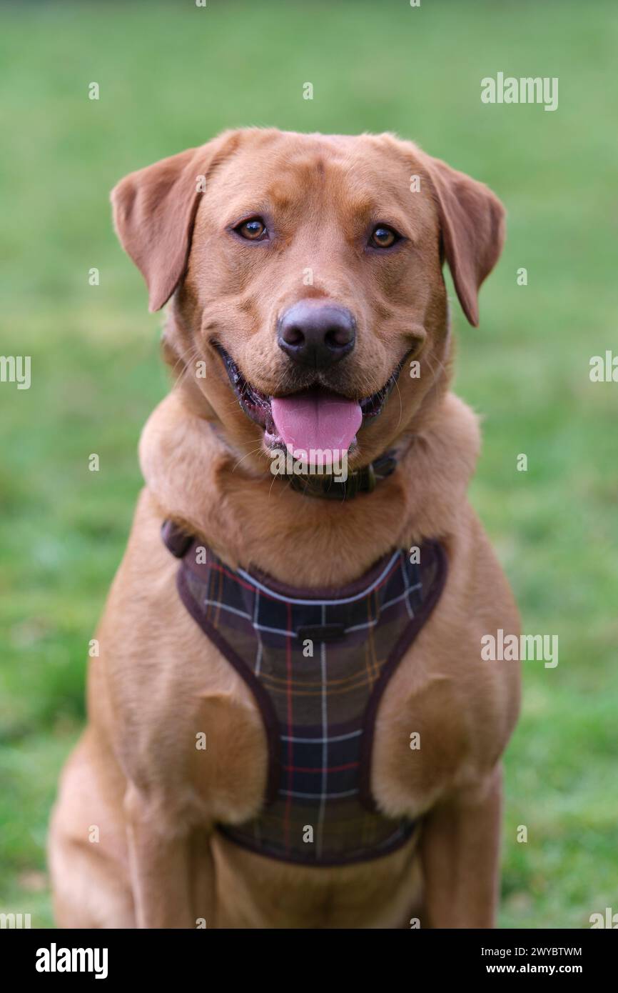 Labrador wearing a harness hi-res stock photography and images - Alamy