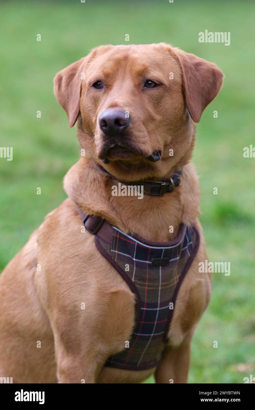 Fox red male labrador portraits hi-res stock photography and images - Alamy