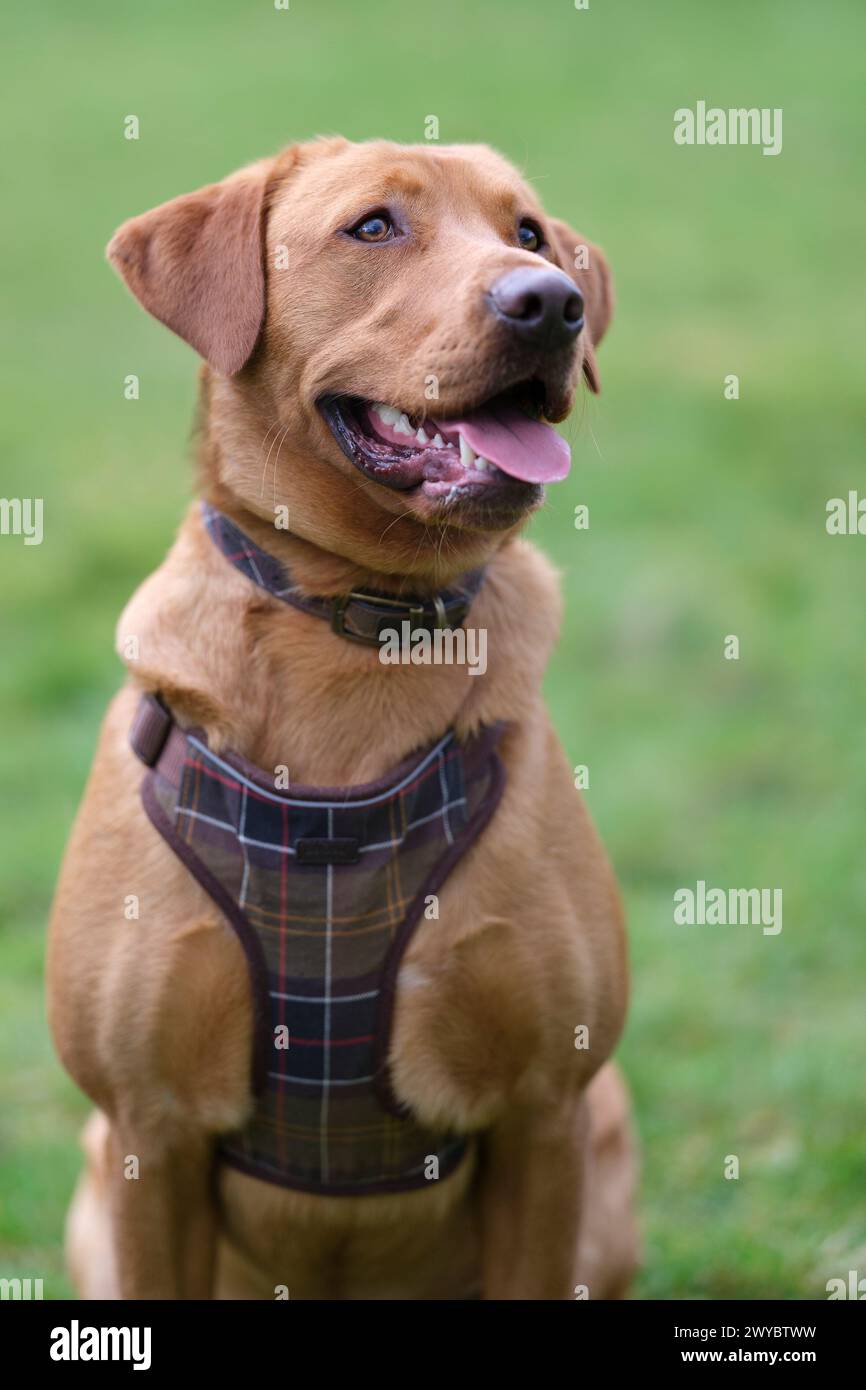 Labrador wearing a harness hi-res stock photography and images - Alamy