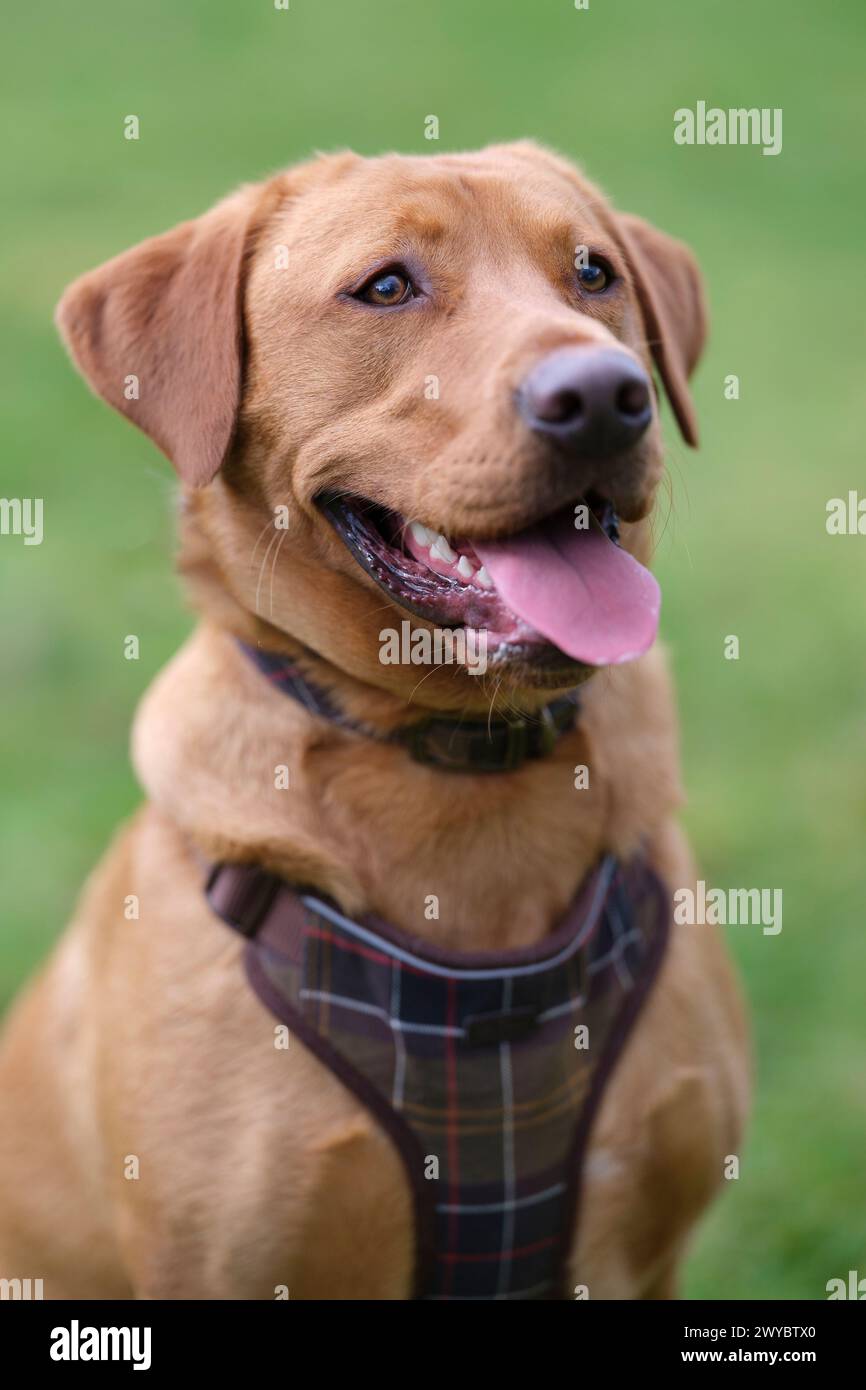 Labrador wearing a tartan harness hi-res stock photography and images ...