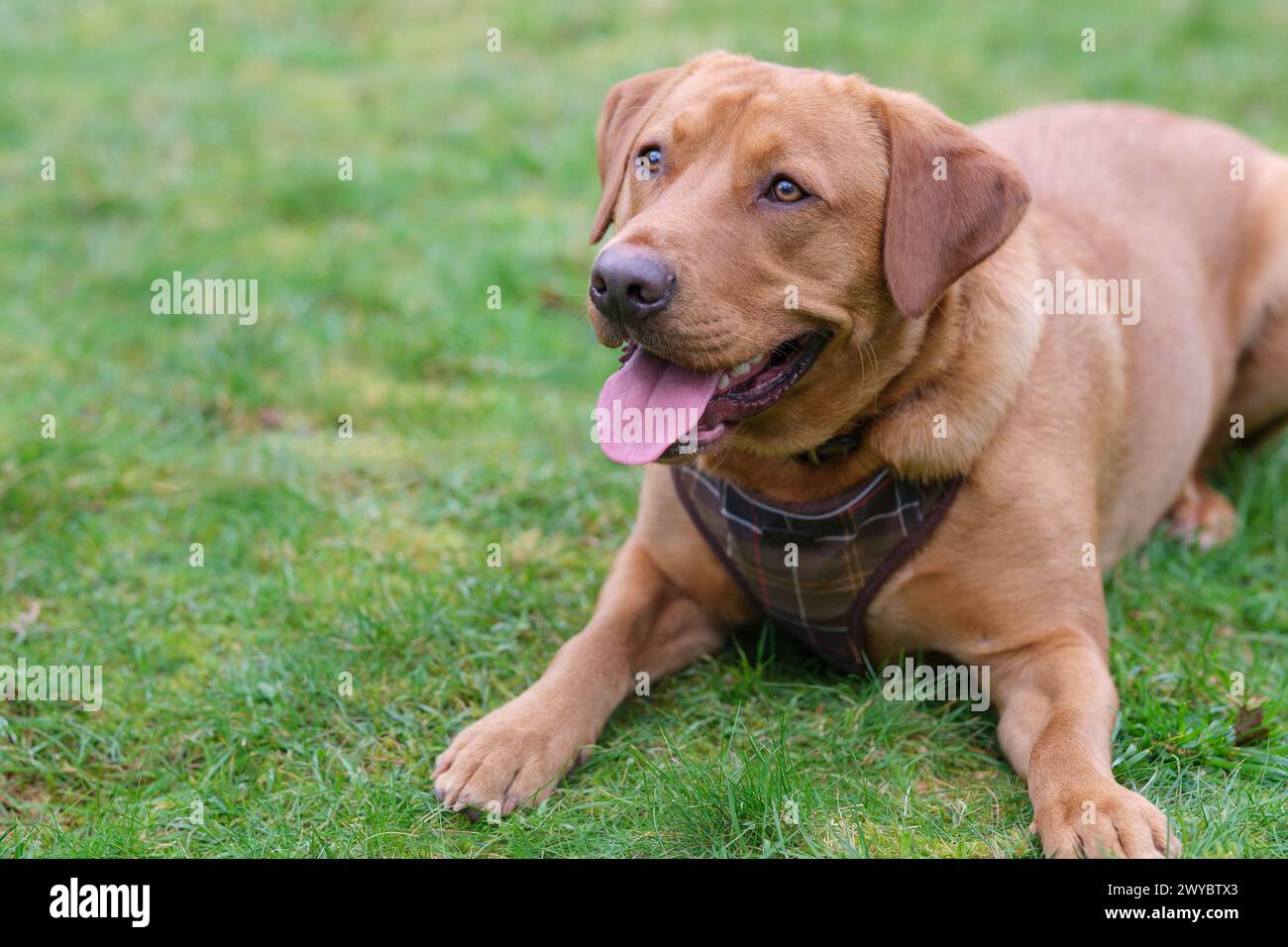 Male yellow labrador retriever hi-res stock photography and images - Alamy