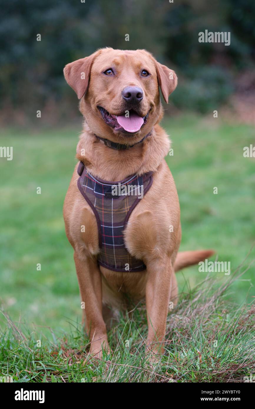 Male yellow labrador retriever hi-res stock photography and images - Alamy