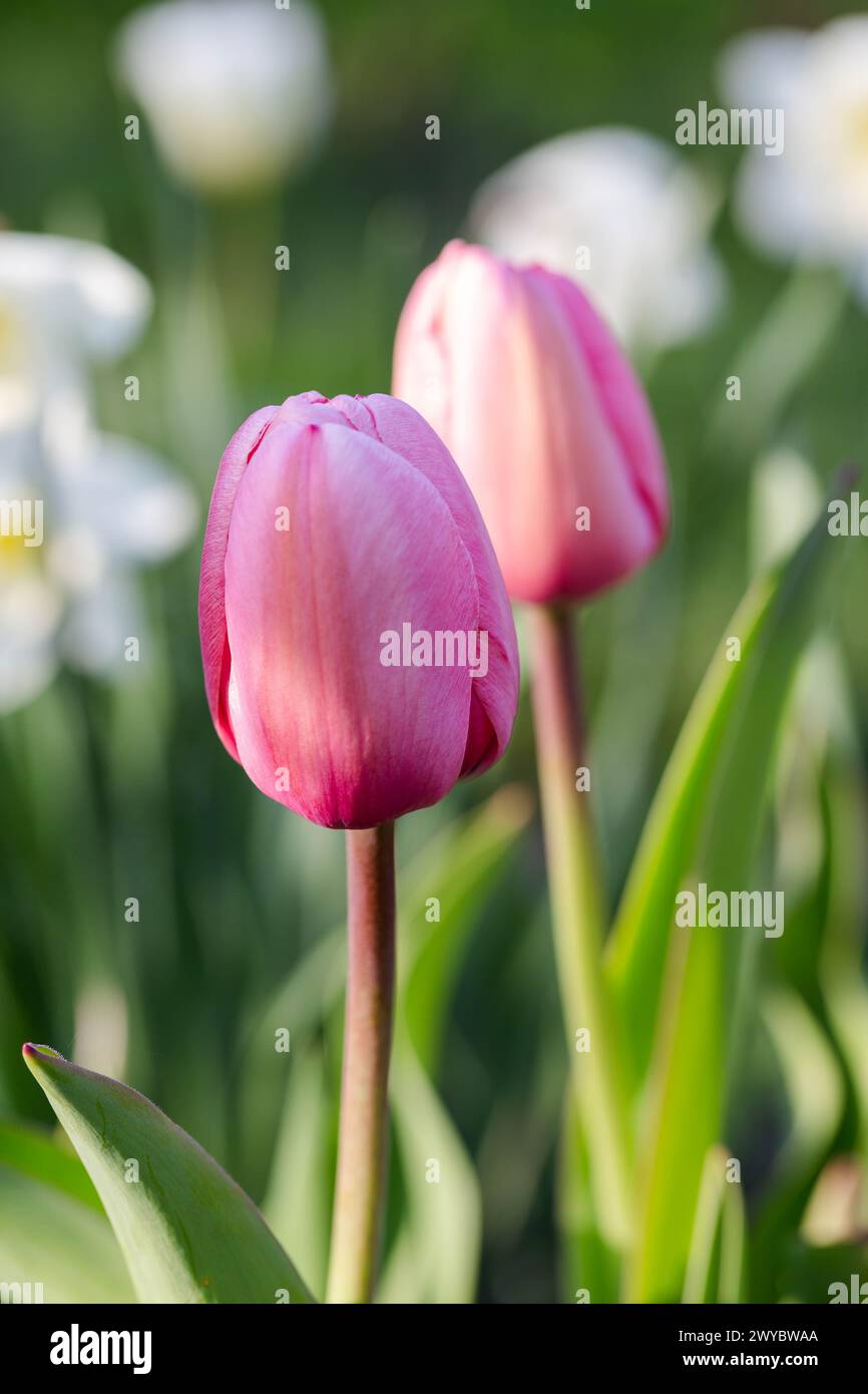 Tulipan darwina hi-res stock photography and images - Alamy