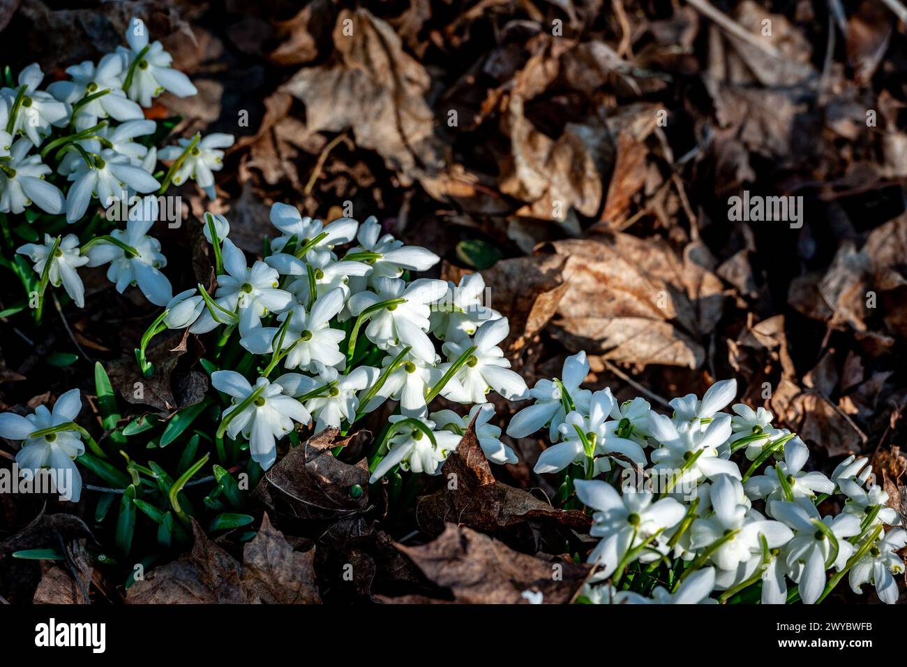 Heap of white snowdrop hi-res stock photography and images - Alamy