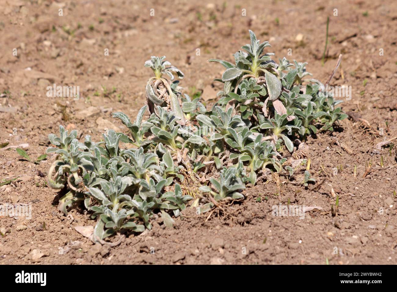 Lambs ear or Stachys byzantina or Woolly hedgenettle or Stachys lanata ...