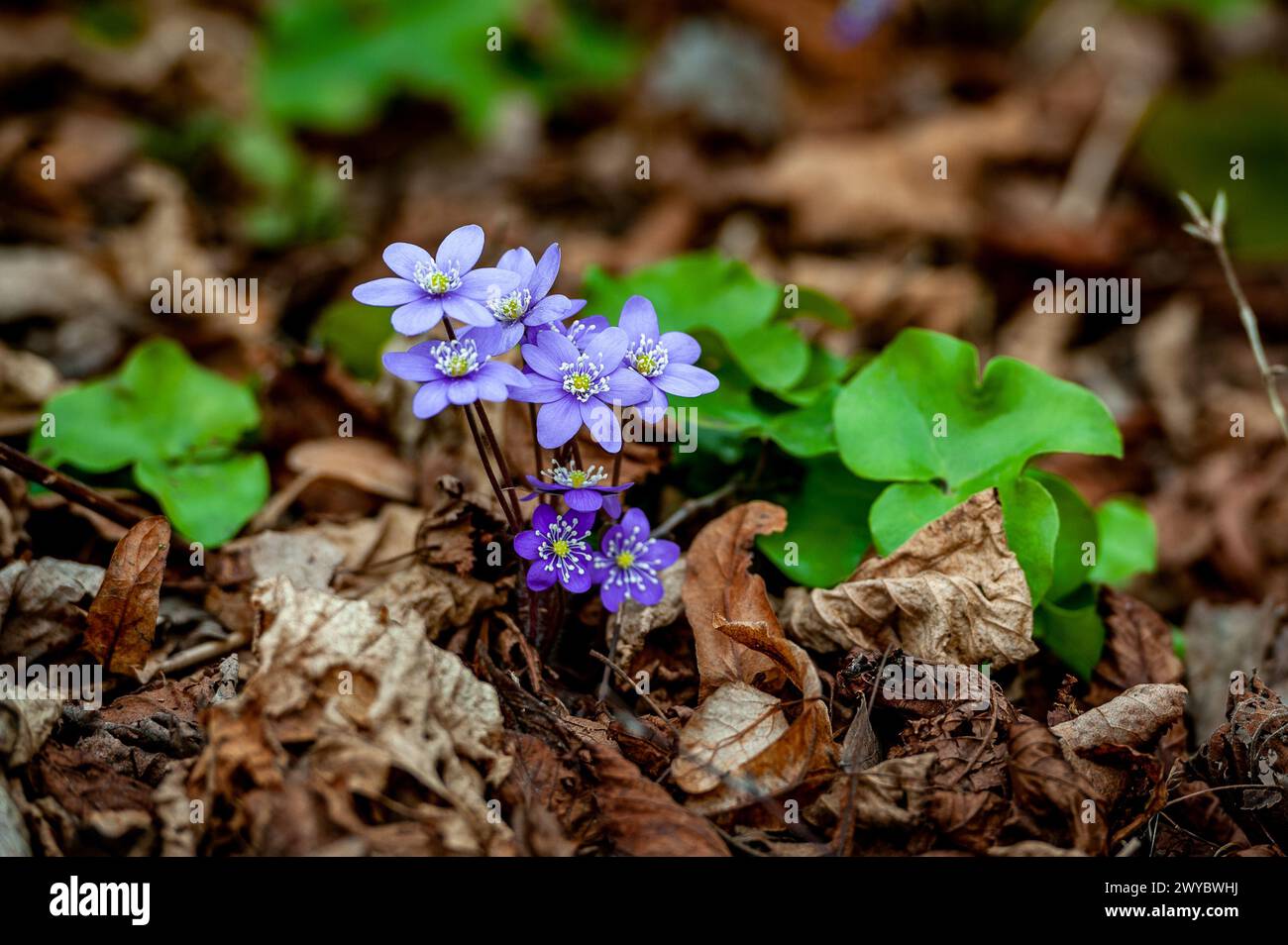 Macro of spring wildflowers the Common hepatica (Anemone hepatica or ...