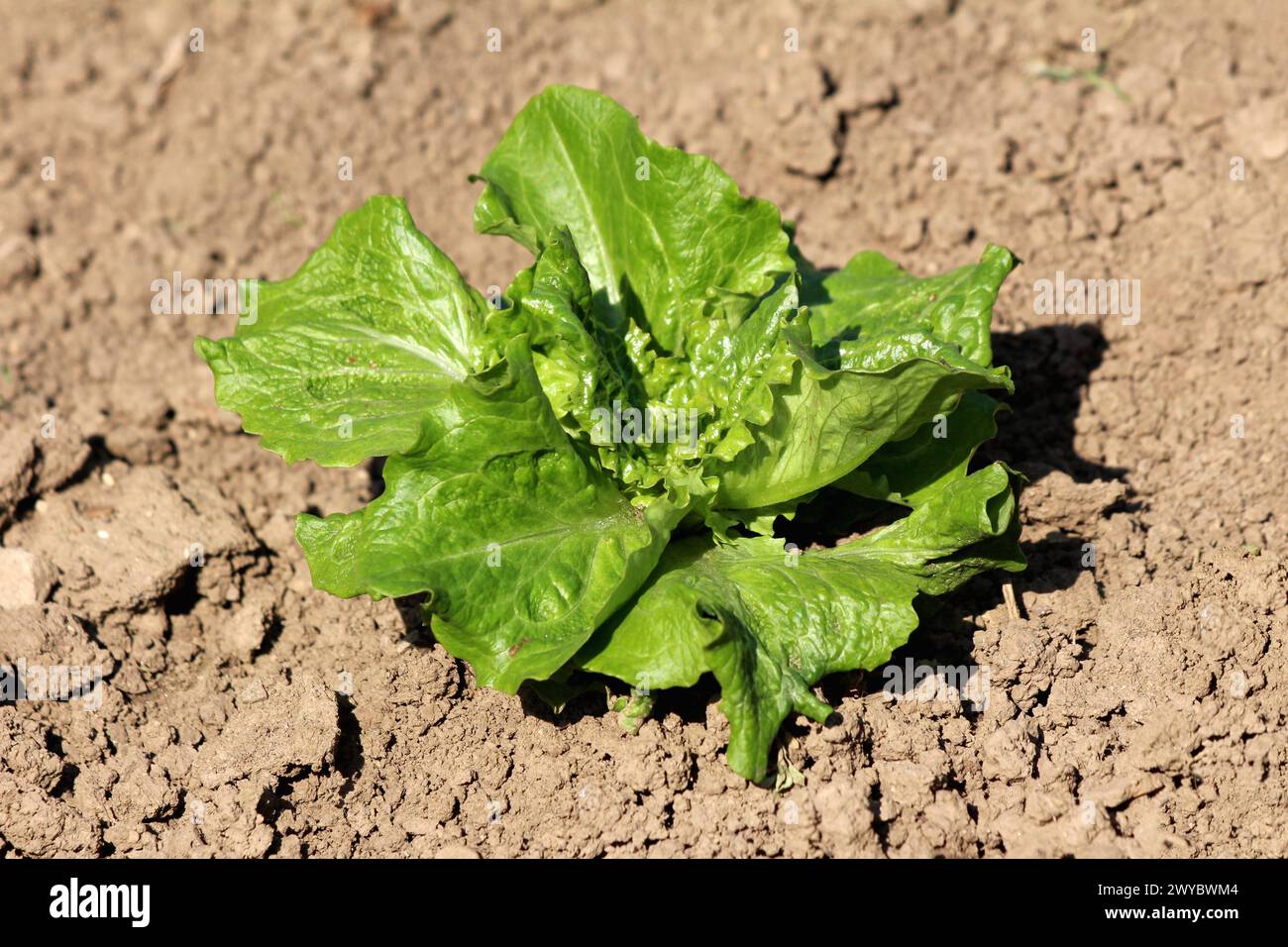 Single organic fresh layered light green Lettuce or Lactuca sativa ...