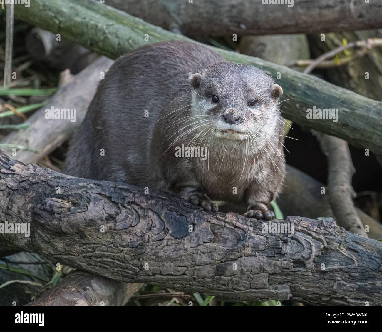 Asian Small-clawed Otter Stock Photo - Alamy