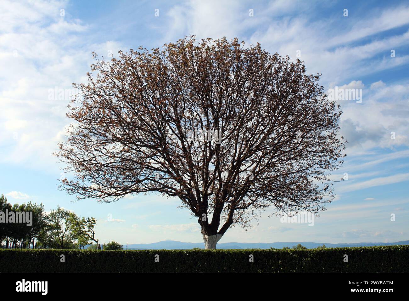 Very large mighty old tree with beautiful treetop filled with small ...