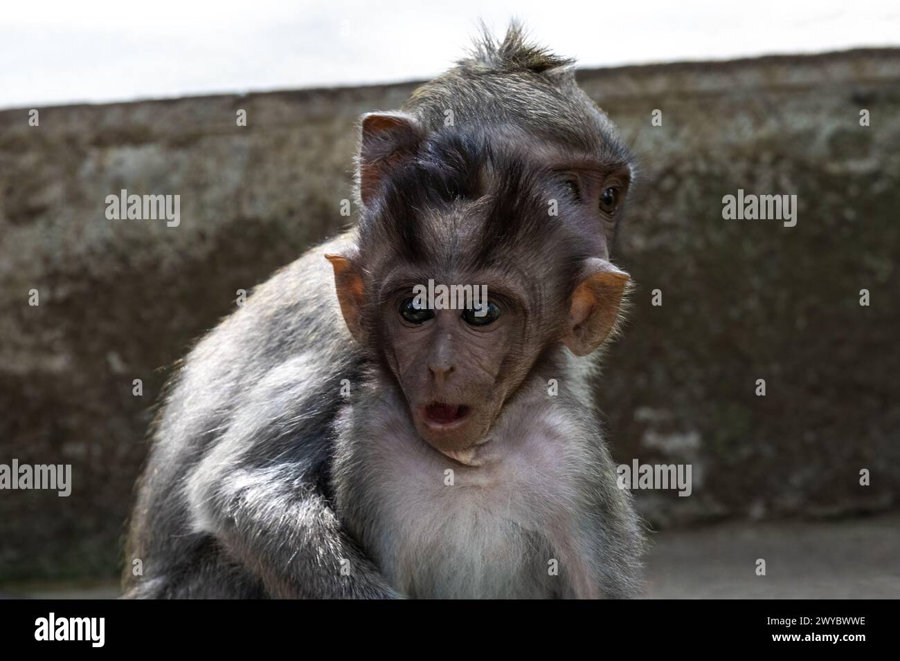 Pair of baby Macaque monkeys (Macaca Fascicularis) in the sacred monkey ...