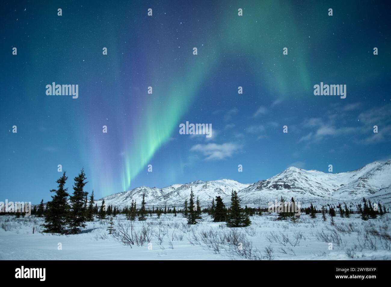 North America; United States; Alaska; Denali National Park; Taiga ...