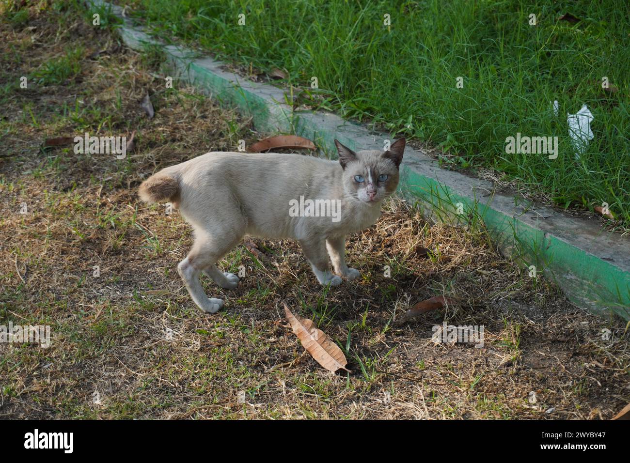 Cat looks shocked hi-res stock photography and images - Alamy