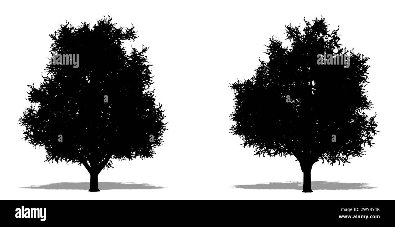 Set or collection of Ginkgo Biloba trees as a black silhouette on white ...