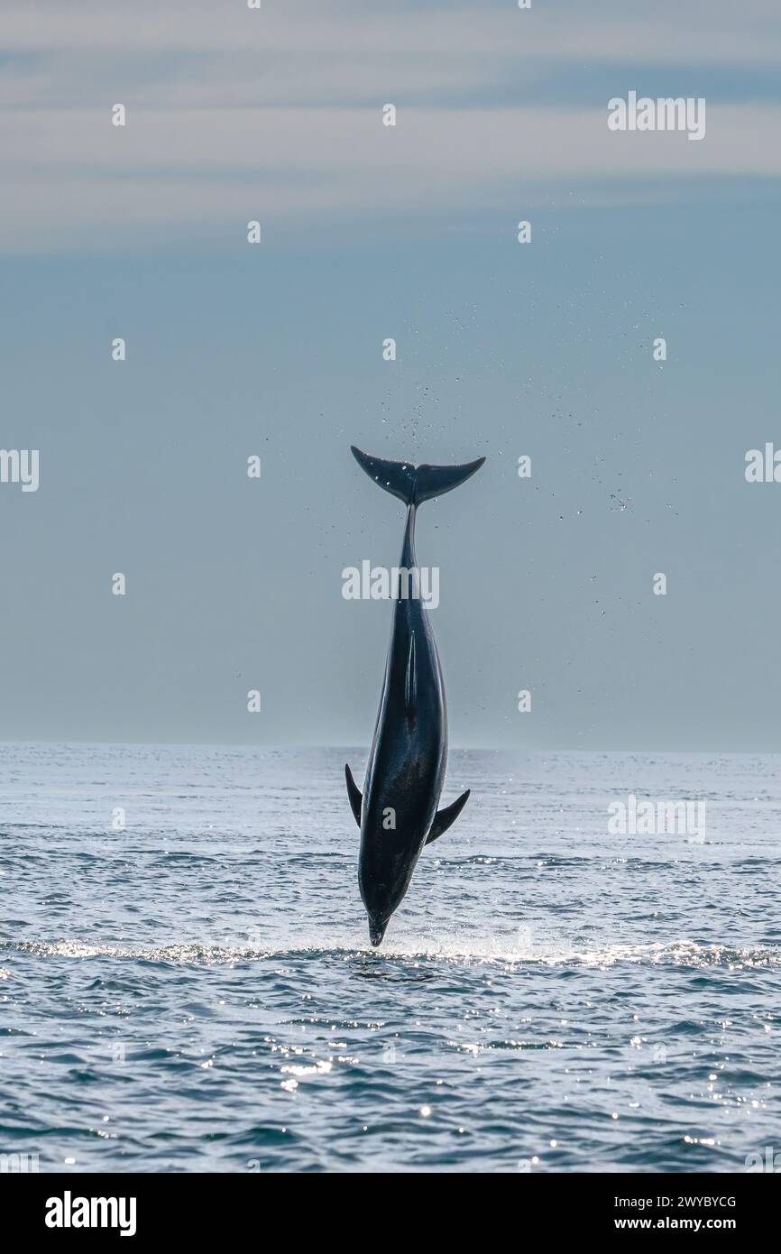 A Bottlenose dolphin (Tursiops truncatus) landing after a very high leap out of the water near ...