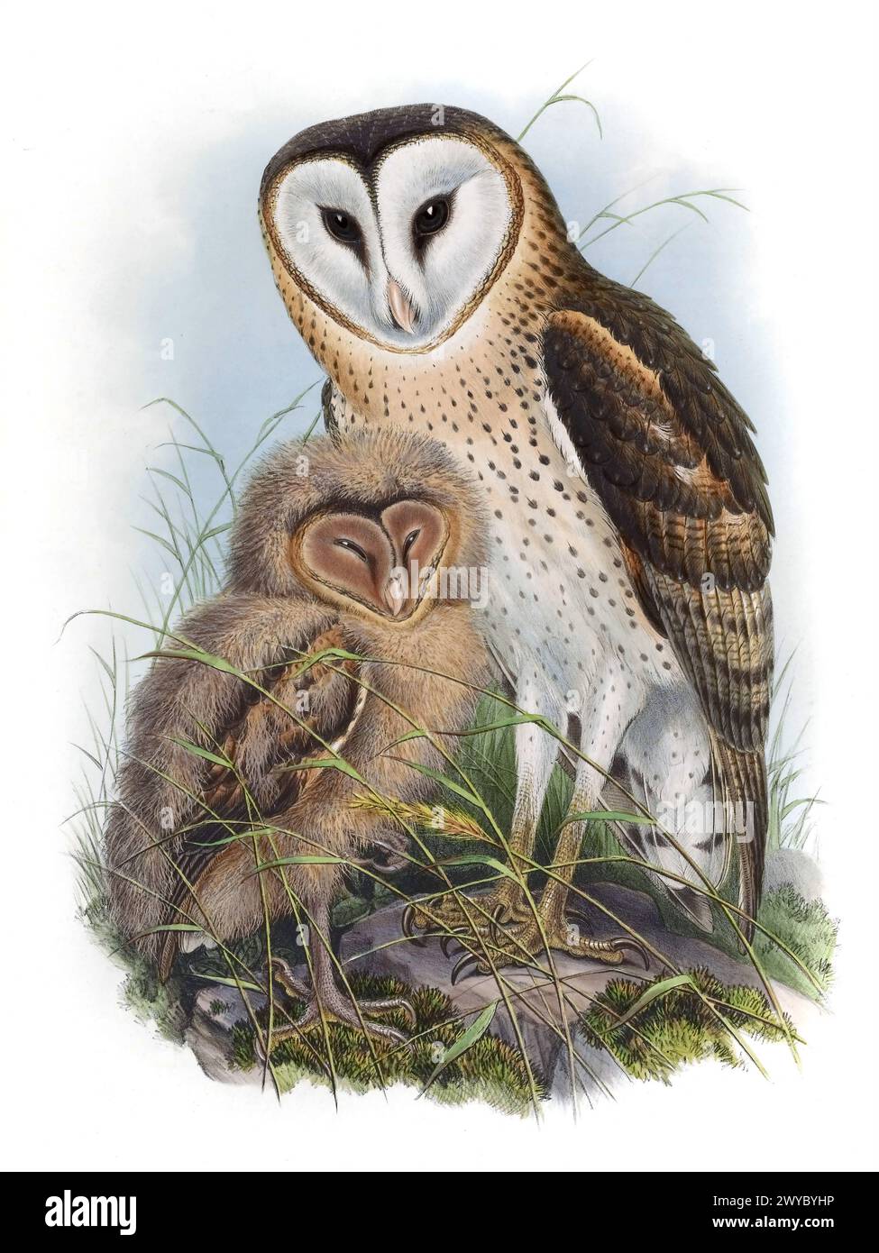 Retro owl paintings hi-res stock photography and images - Alamy