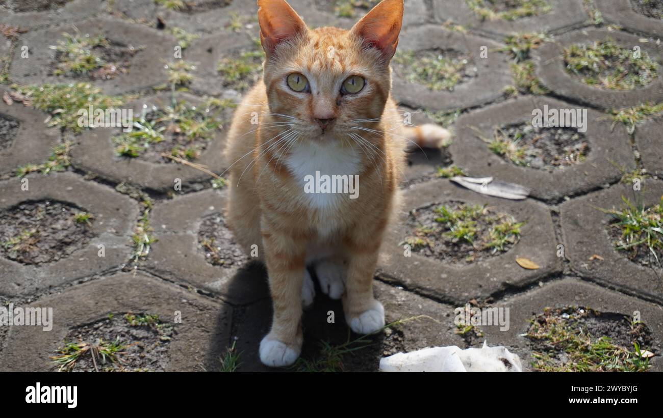 Camera friendly cat hi-res stock photography and images - Alamy