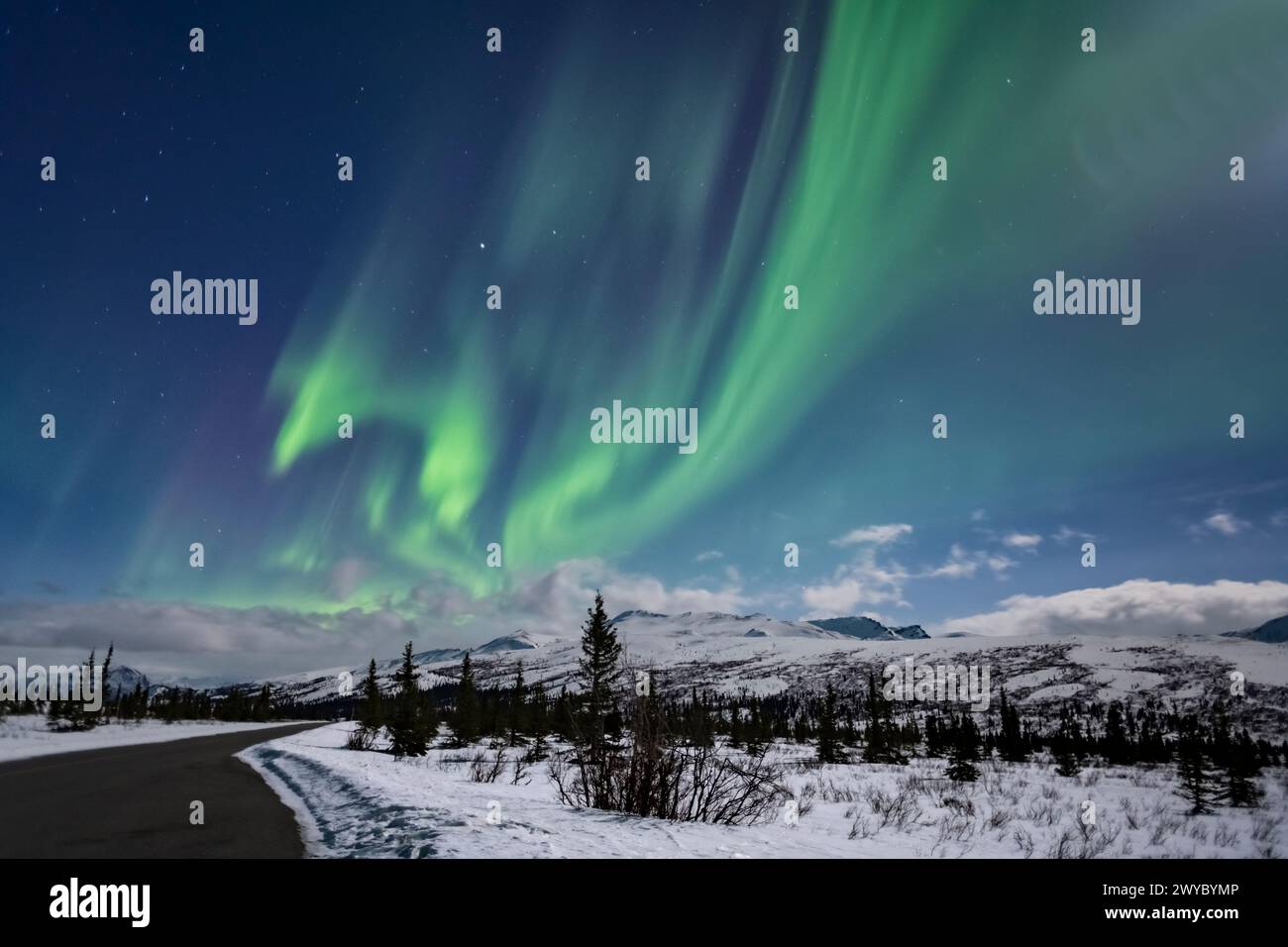 North America; United States; Alaska; Denali National Park; Taiga ...