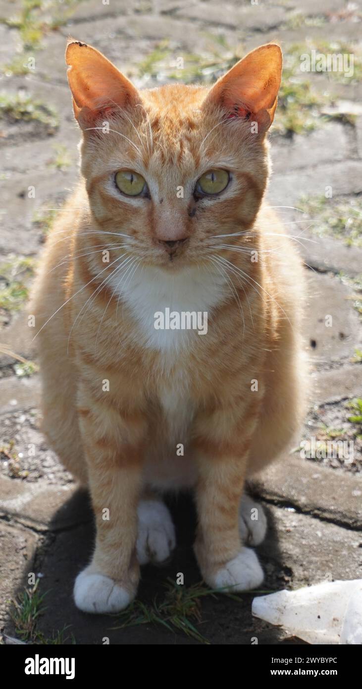 Camera friendly cat hi-res stock photography and images - Alamy