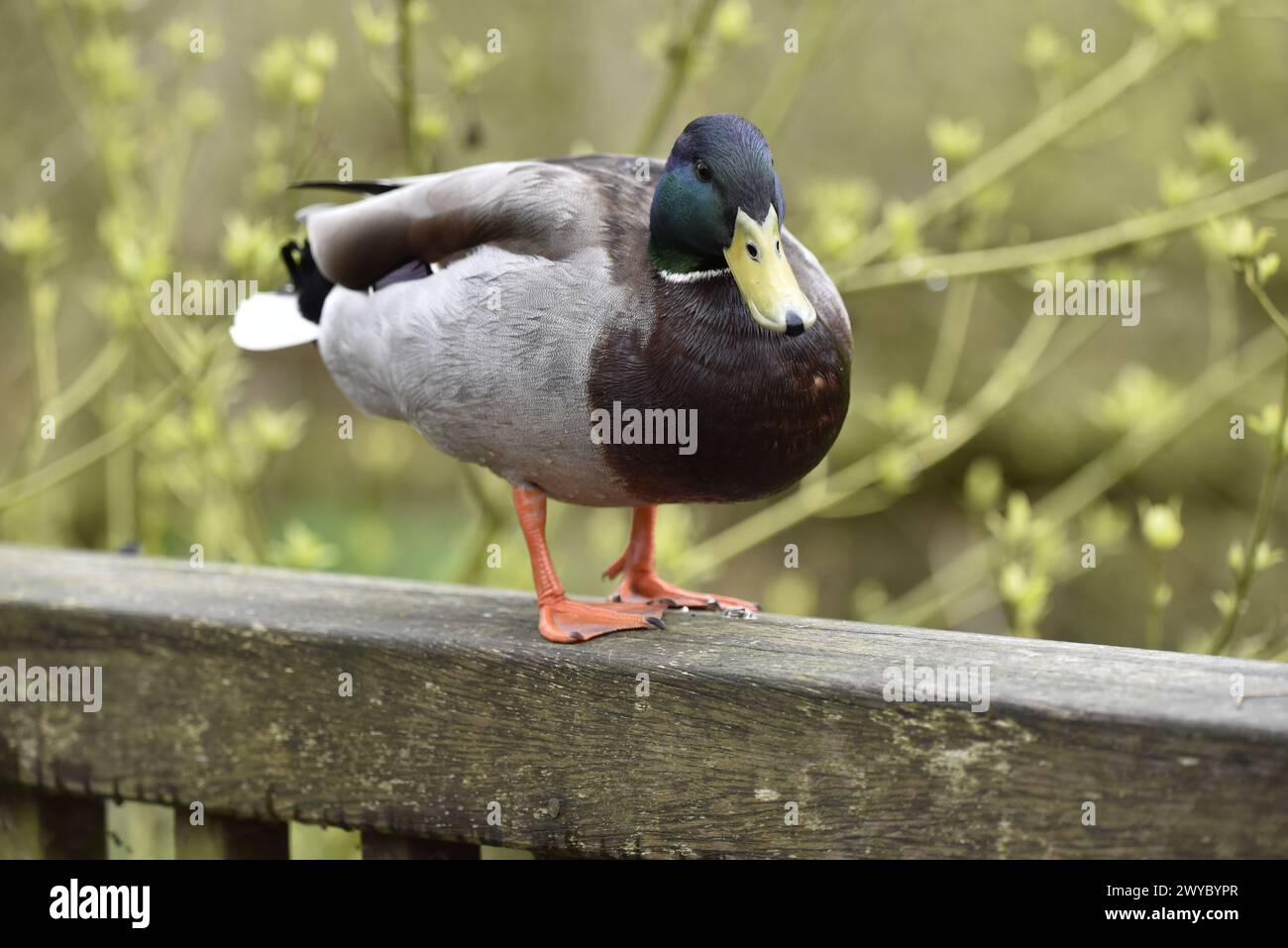 Close-Up, Eye Level Image of a Drake Mallard (Anas platyrhynchos ...
