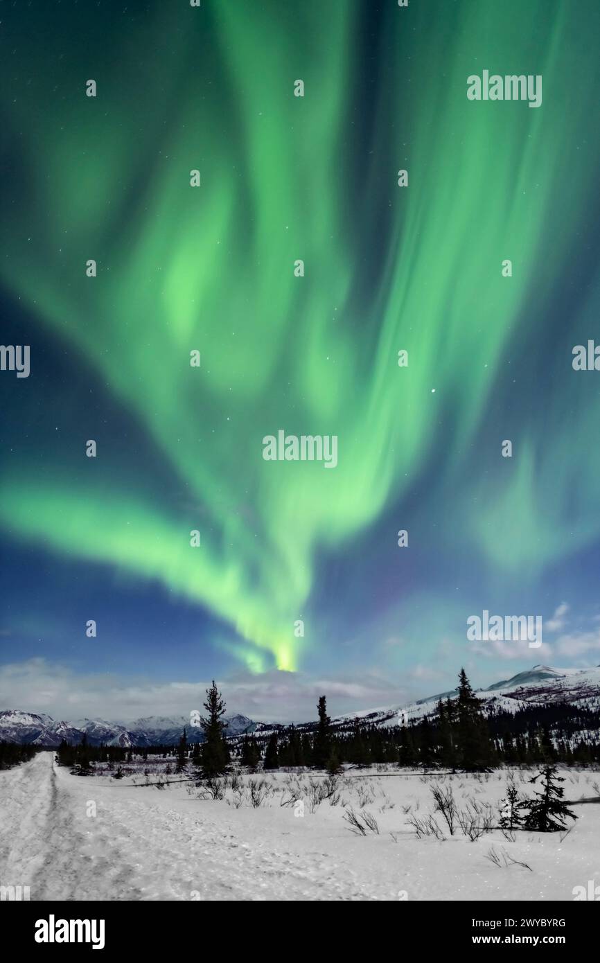 North America; United States; Alaska; Denali National Park; Taiga ...