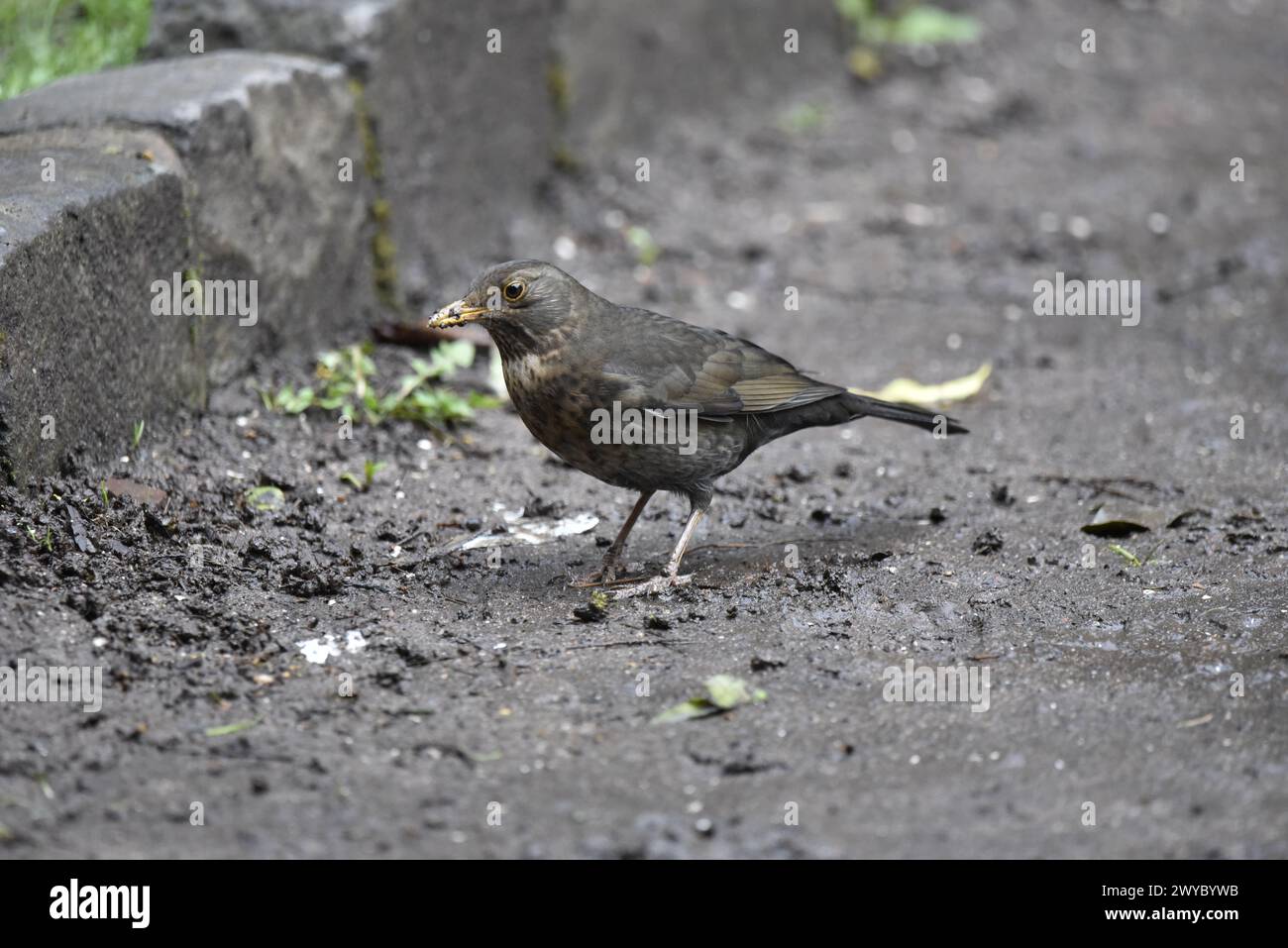 Female Common Blackbird (Turdus merula) Standing in Left-Profile, on a ...