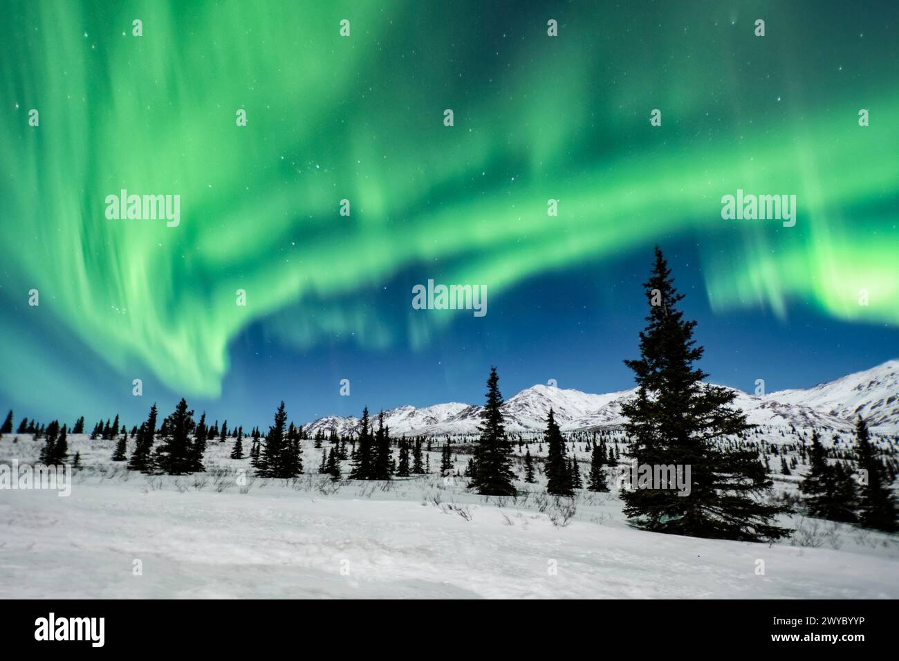 North America; United States; Alaska; Denali National Park; Taiga ...