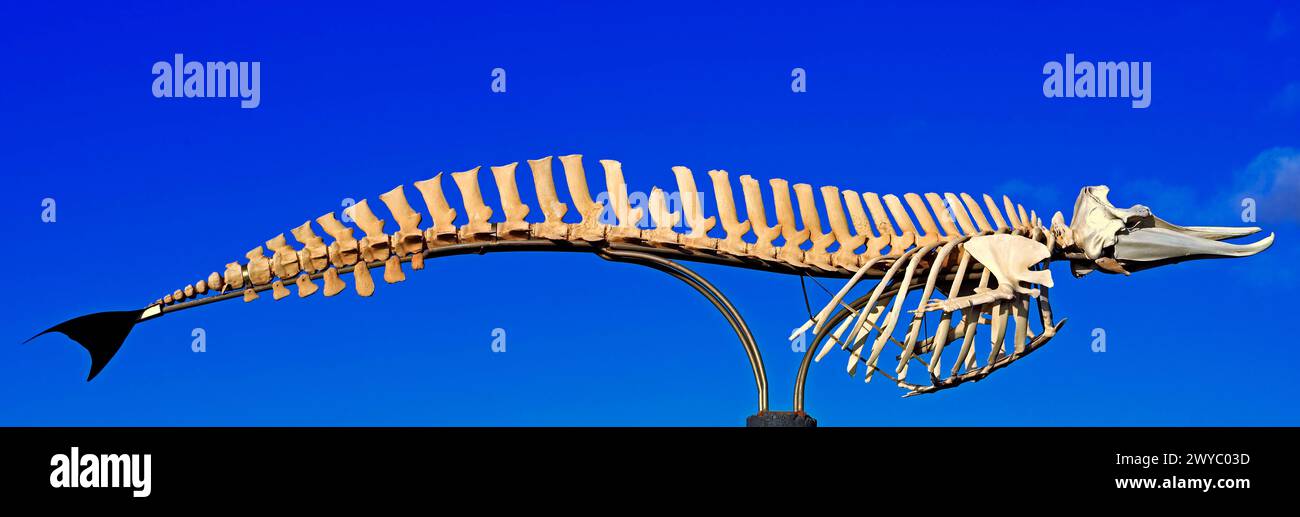 Preserved whale skeleton (Cuvier's beaked whale - ziphius caviostris ...
