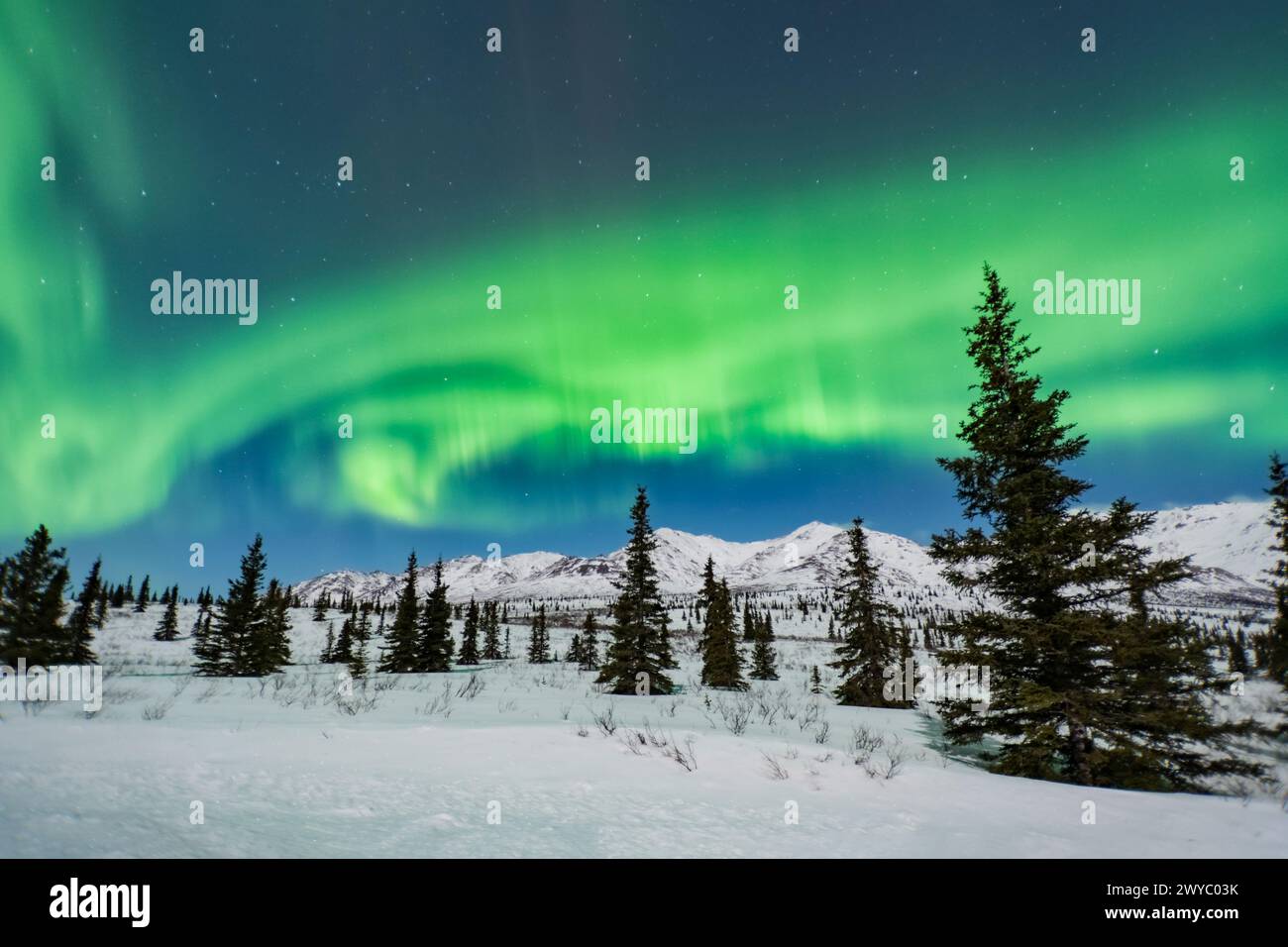 North America; United States; Alaska; Denali National Park; Taiga ...