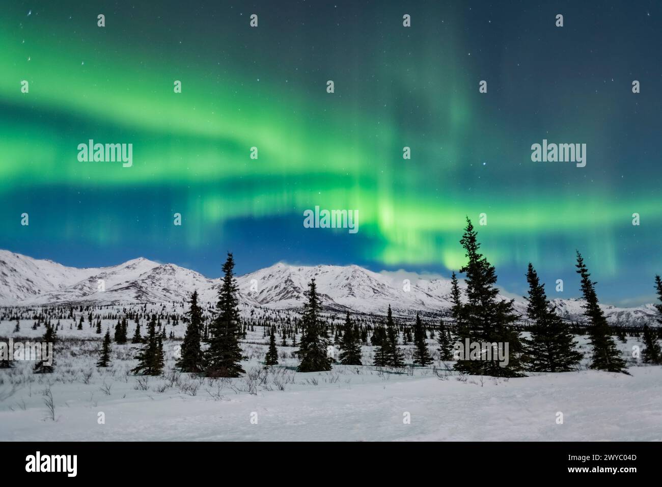 North America; United States; Alaska; Denali National Park; Taiga ...