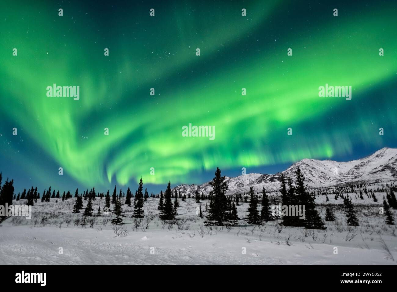 North America; United States; Alaska; Denali National Park; Taiga ...