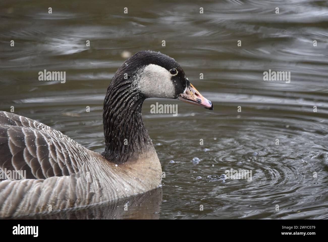 Anser anser x anser canadensis hi-res stock photography and images - Alamy