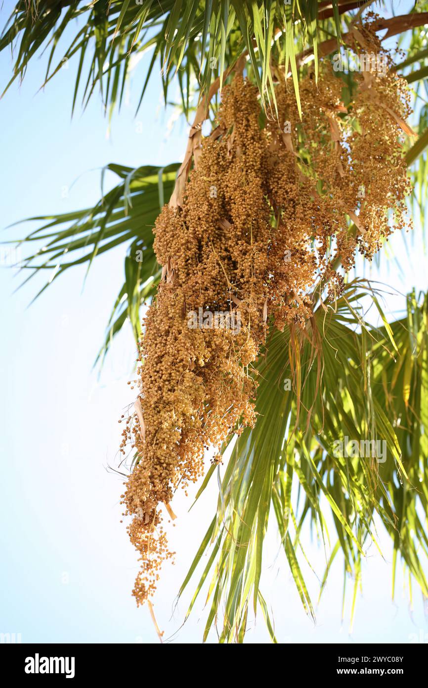 Acoelorrhaphe wrightii, known as the Paurotis palm, Everglades palm or ...