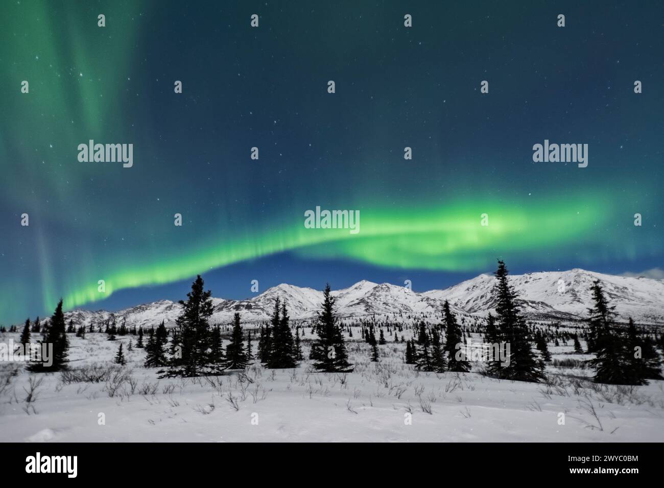 North America; United States; Alaska; Denali National Park; Taiga ...
