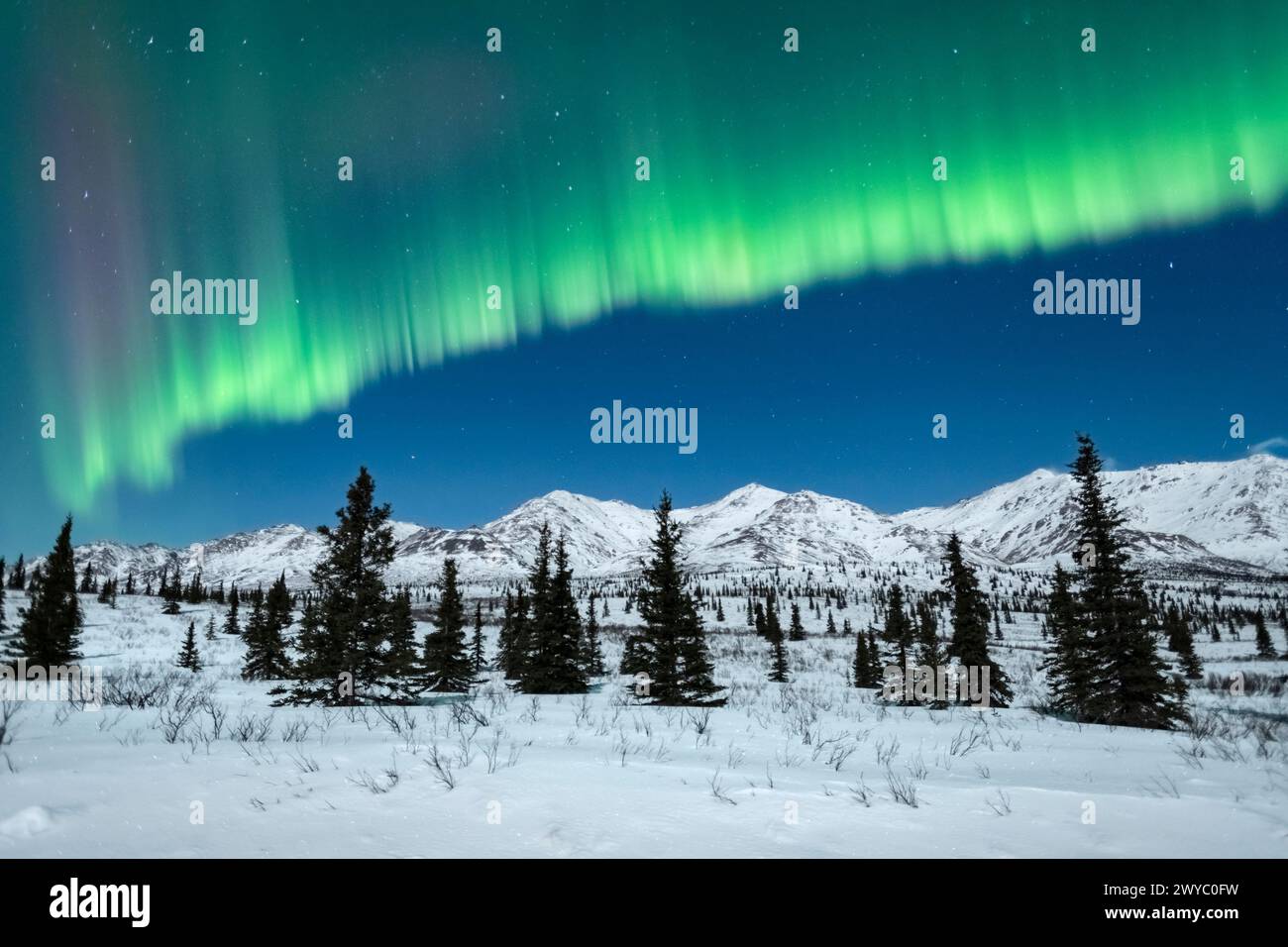 North America; United States; Alaska; Denali National Park; Taiga ...
