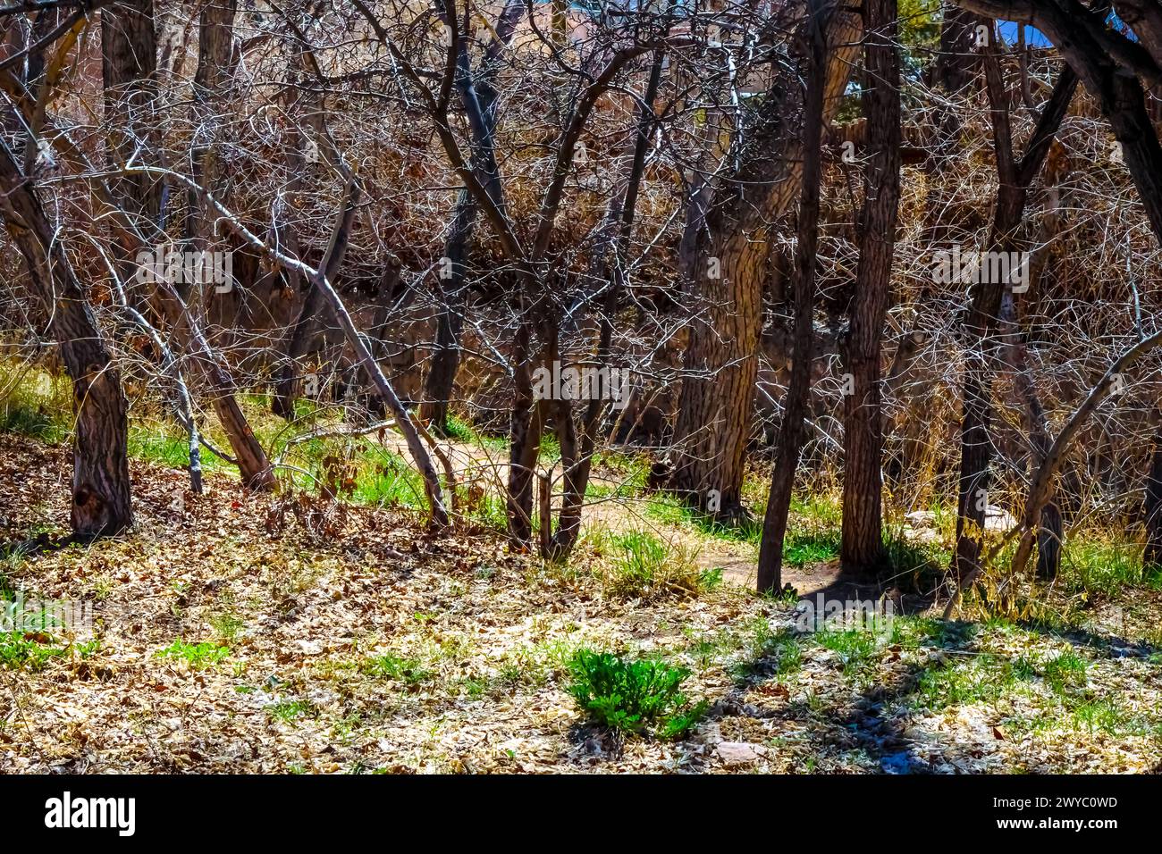 Deep into a wooded area, with trees, grass, and branches Stock Photo ...