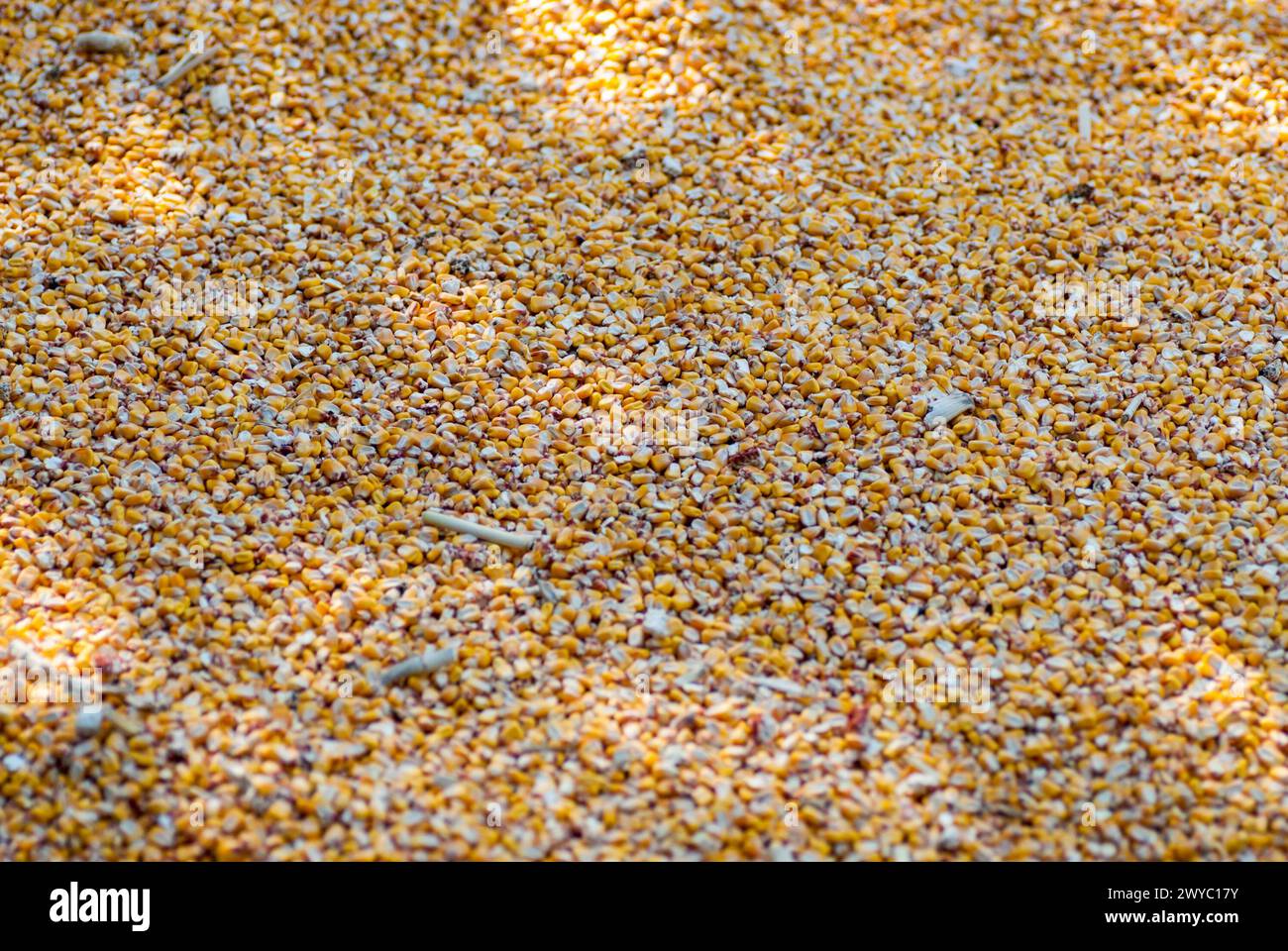 corn grains heap freshly harvested Stock Photo - Alamy