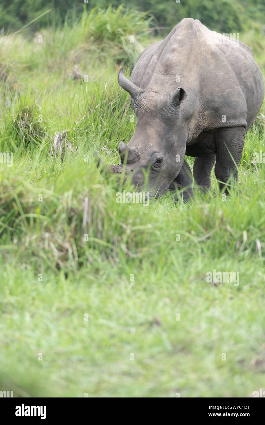 rhino in protected area in national park, Uganda Stock Photo - Alamy