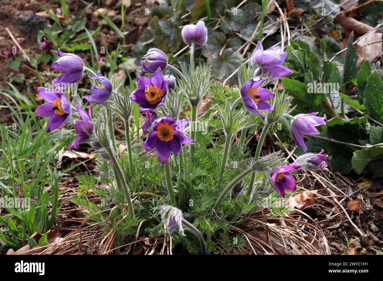 Purple Pasque Flower Anemone Pulsatilla vulgaris in nature Stock Photo ...