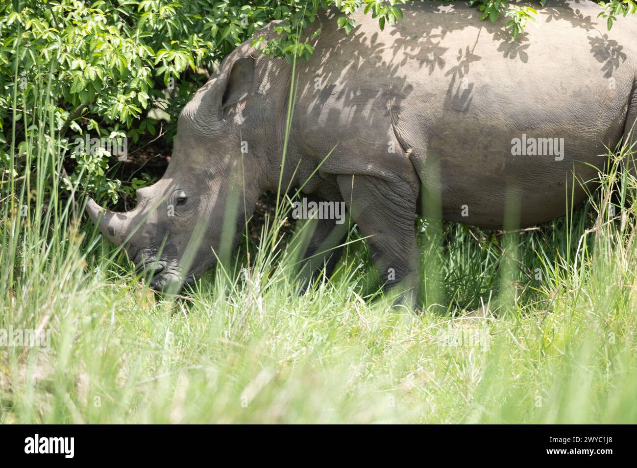 rhino in protected area in national park, Uganda Stock Photo - Alamy