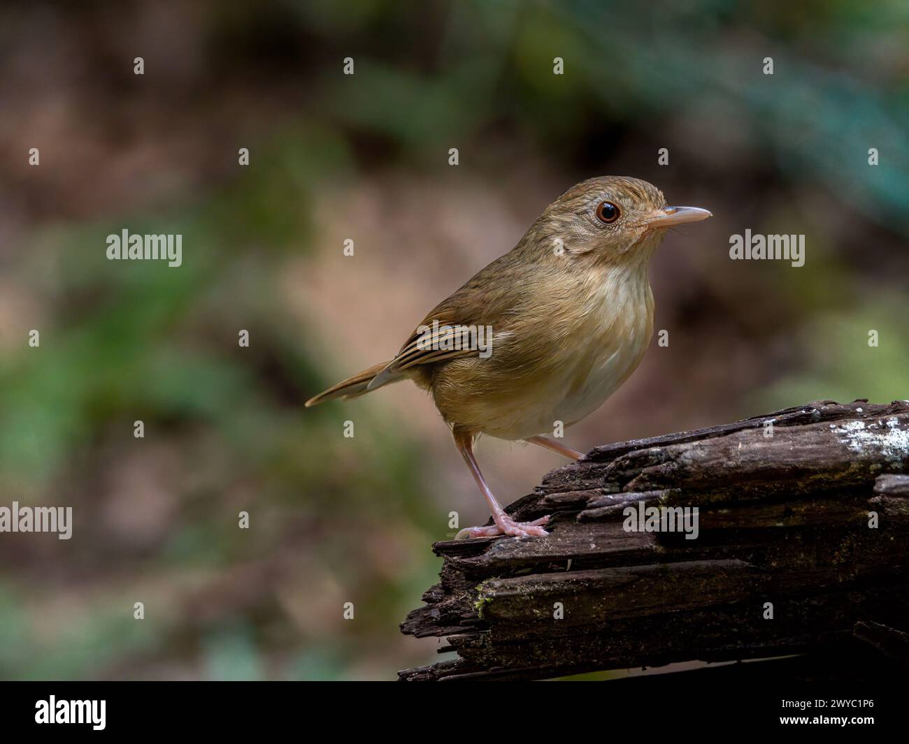 Short small beak hi-res stock photography and images - Alamy