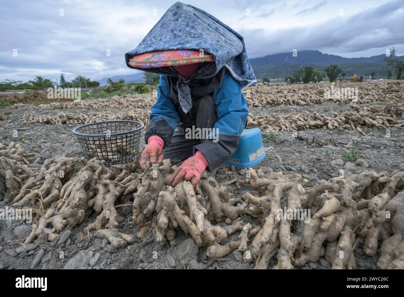 A farmer in a colorful hat harvests ginger in a field with a mountain ...