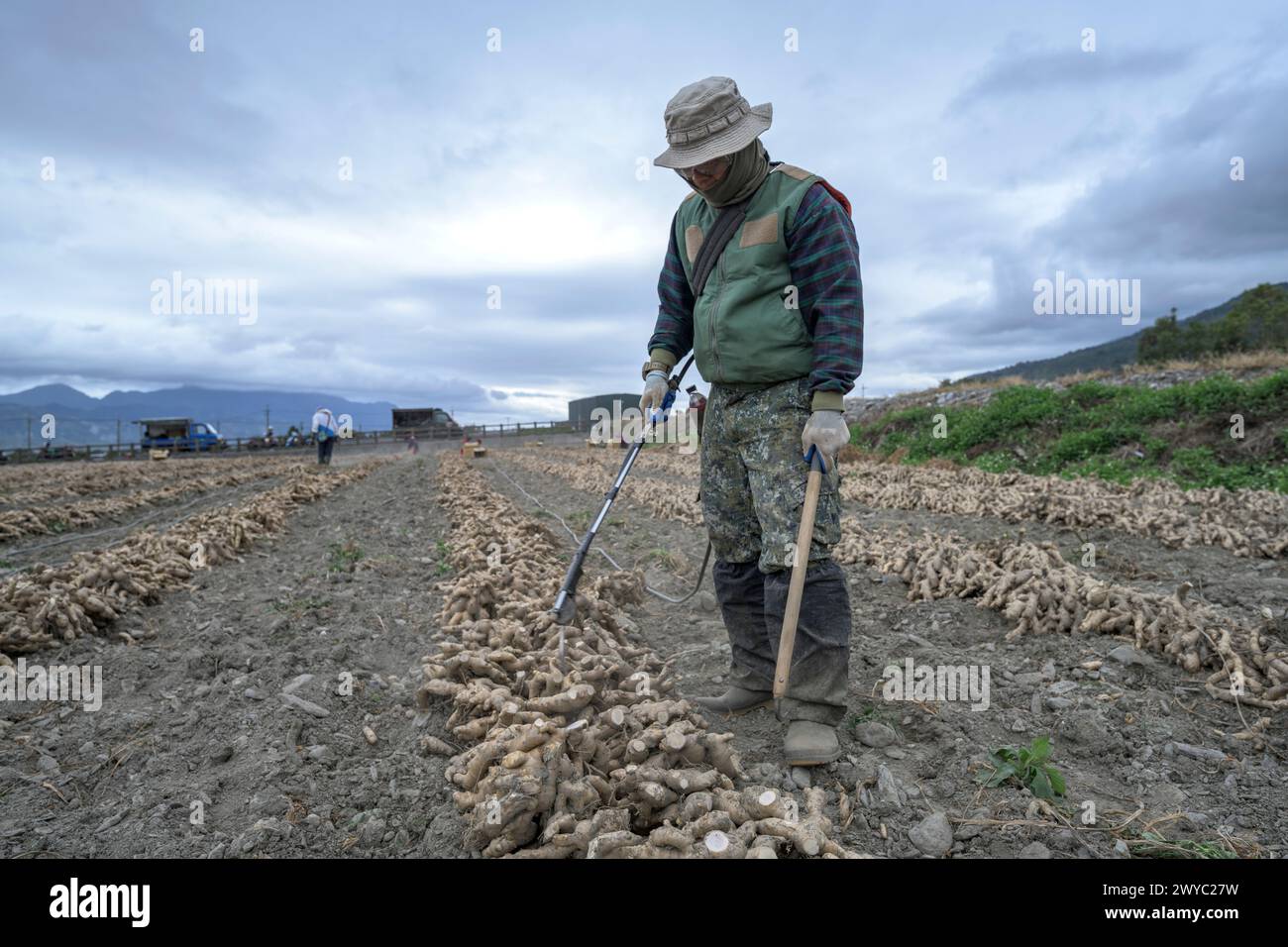 A farmer works the soil cleaning ginger with a specialized tool in a ...
