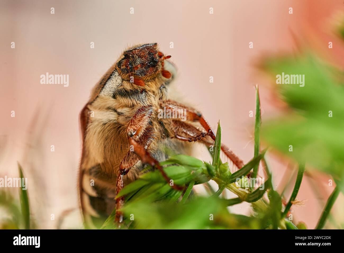 Macro bug close up photo Stock Photo - Alamy