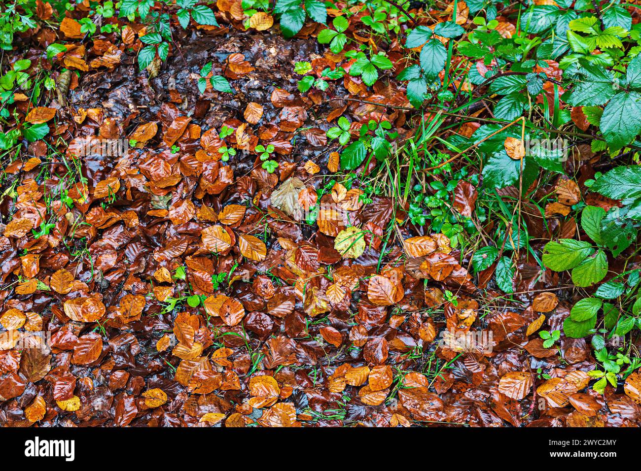Autumn colors in the Irati forest Stock Photo - Alamy