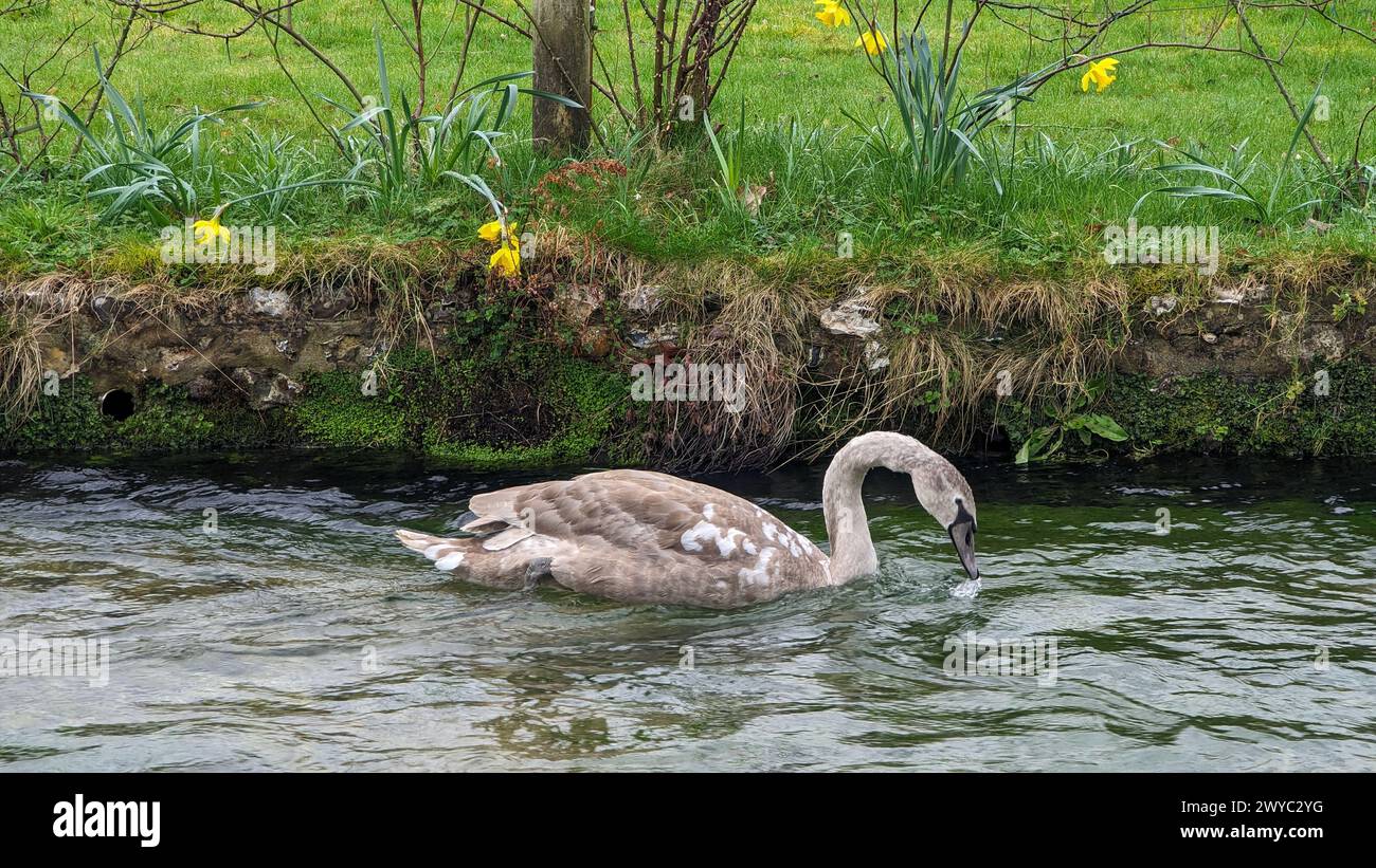 Views around Arlesford Hampshire river itchen watercress watercress ...