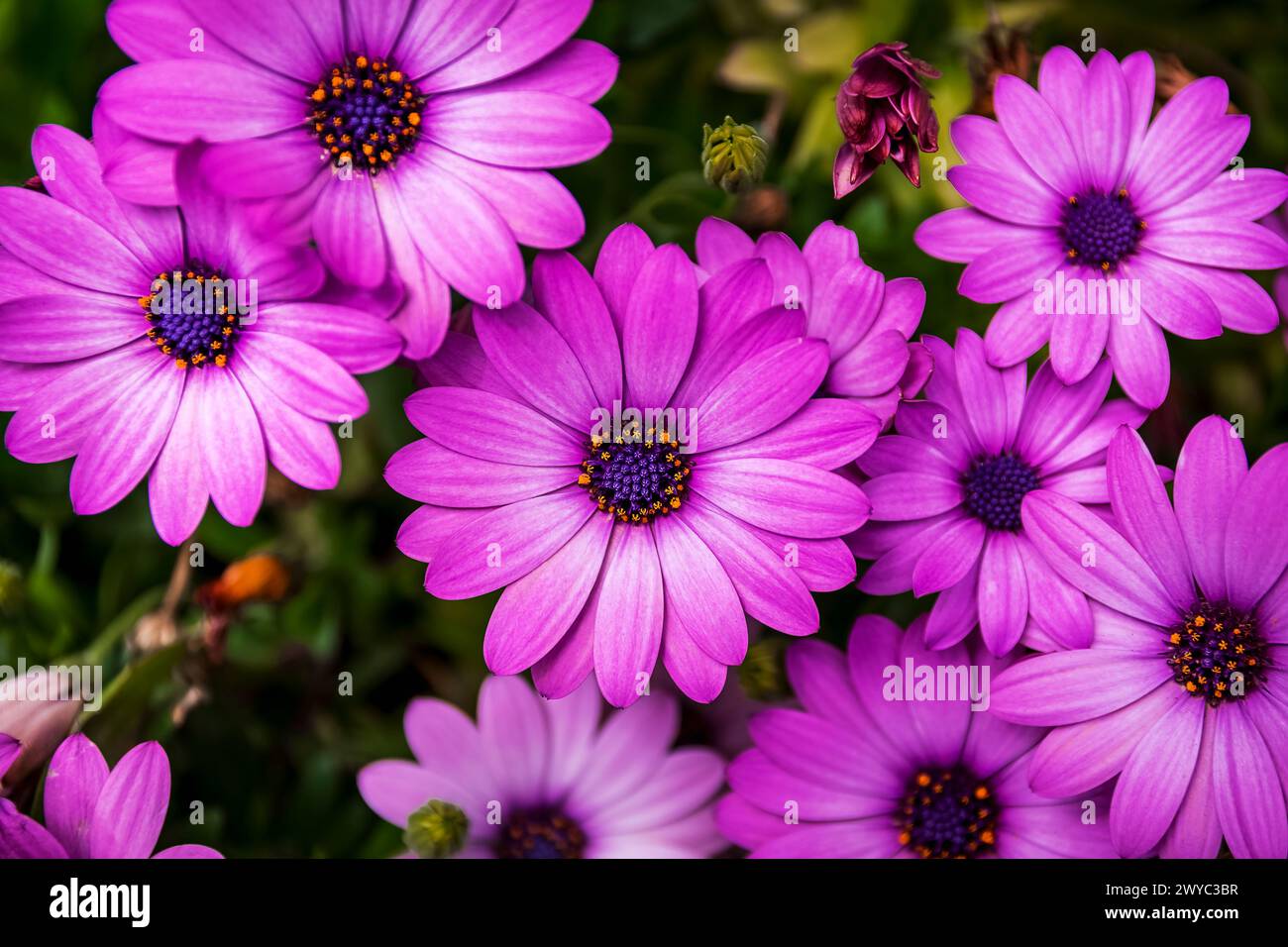 African daisy flowers hi-res stock photography and images - Alamy